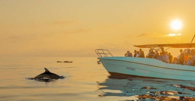 From Alcudia: Sunrise Dolphin Watching Boat Tour - Who is This Tour Best For?