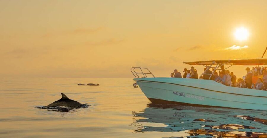 From Alcudia: Sunrise Dolphin Watching Boat Tour - Who is This Tour Best For?