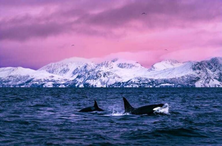 From Alta: Whale and Seabird Cruise - The Authentic Experience: What Travelers Say