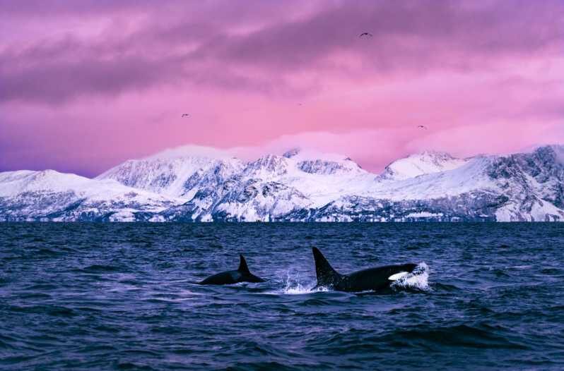 From Alta: Whale and Seabird Cruise - The Authentic Experience: What Travelers Say