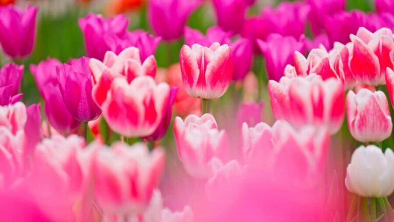 From Amsterdam: Keukenhof Ticket with Transfer - Who Is This Tour Best For?