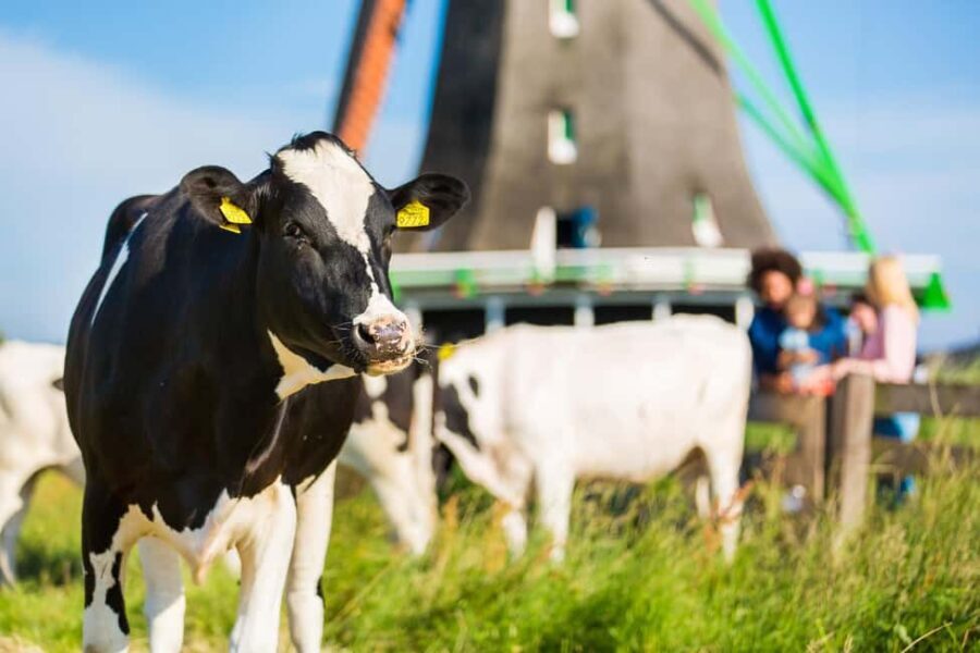 From Amsterdam: Zaanse Schans, Volendam & Marken Day Trip - Who Would Love This Tour?