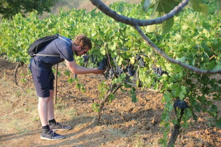 From Berat: Guided Winery Tour with Transfers and Tastings - A Deep Dive into the Experience