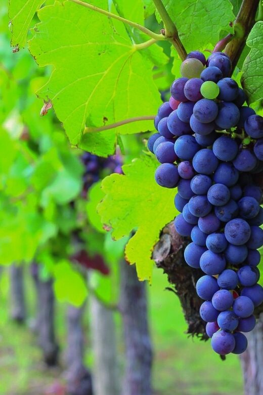 From Bordeaux: Full-Day Medoc Wine Tour - Why This Tour Offers Great Value