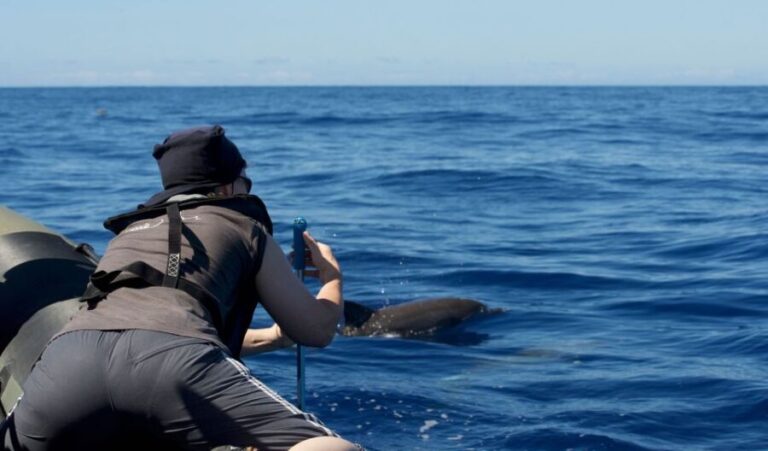 From Calheta: Madeira Whale and Dolphin Watching Boat Tour - Why This Tour Works