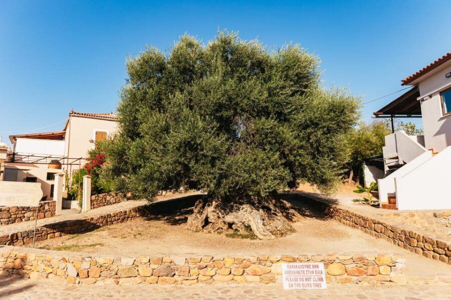 From Chania: Elafonisi and Falasarna Guided Tour with Snacks - Why Choose This Tour?