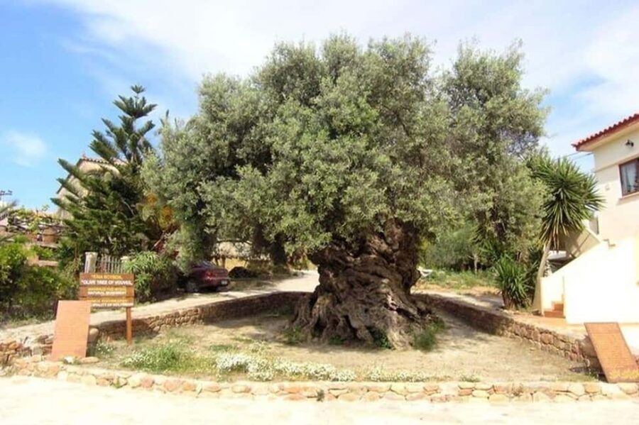 From Chania: Olive Oil, Wine, Cheese & Honey Tasting Tour - What Sets This Tour Apart