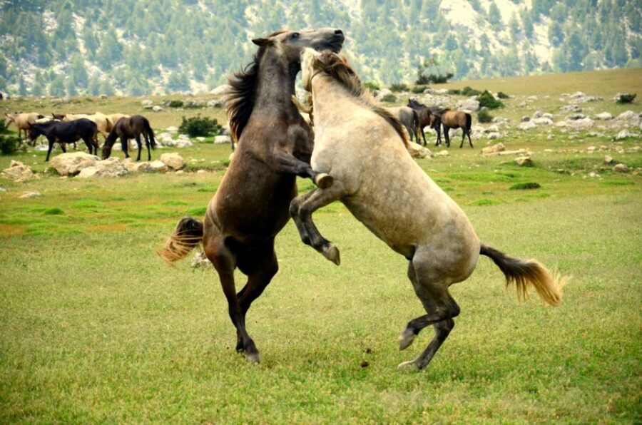 From city of Side: Ormana Village Day Tour with Lunch - An In-Depth Look at the Day Trip