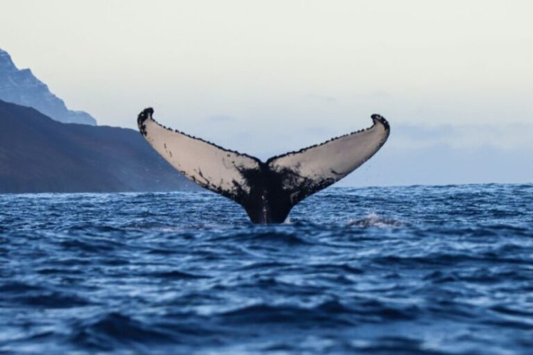 From Dalvik: Arctic Whale Watching in Northern Iceland - Why This Tour Offers Great Value