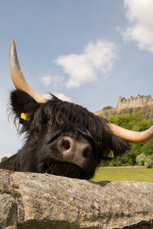 From Edinburgh: Loch Lomond, Stirling Castle & Kelpies Tour - A Deep Dive into the Itinerary