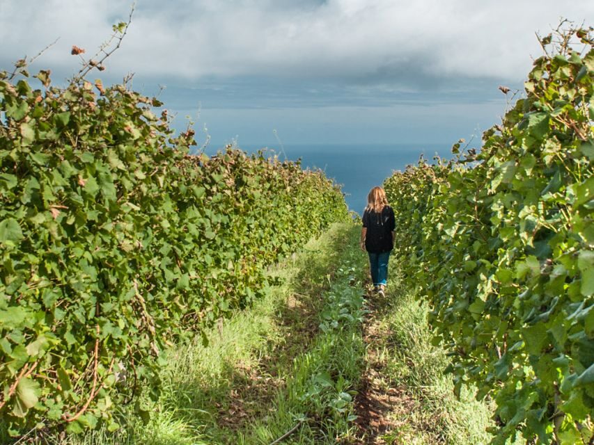 From Funchal: Full-Day Madeira Wine Tour with Lunch - An In-Depth Look at the Madeira Wine Tour