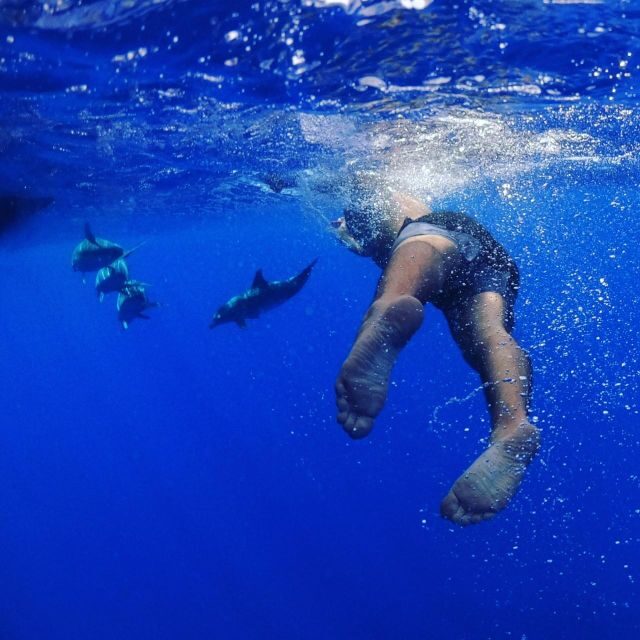 From Funchal: Whale and Dolphin Watching - The Experience in Detail