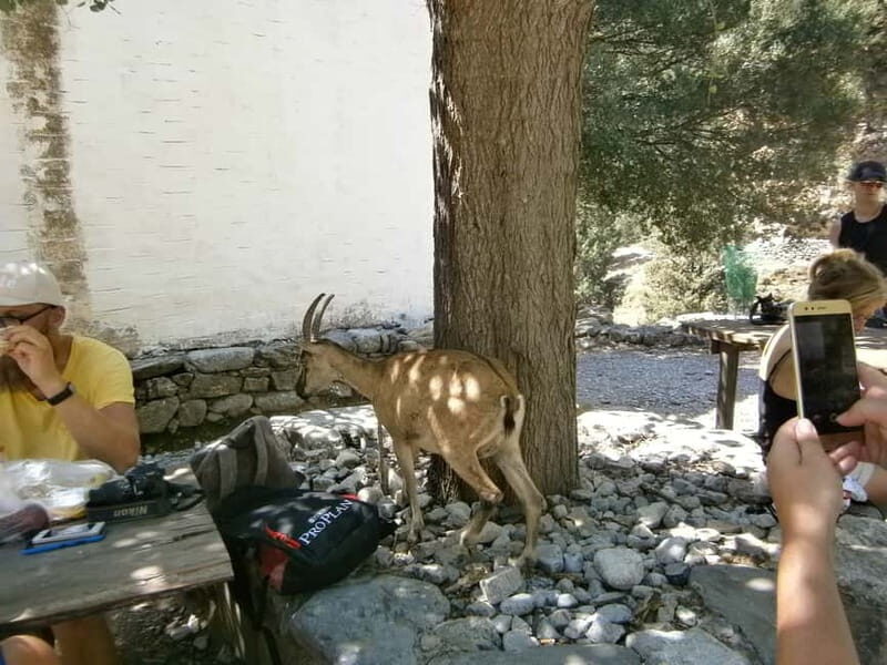 From Georgioupolis: Roundtrip Transfer to Samaria Gorge - FAQs