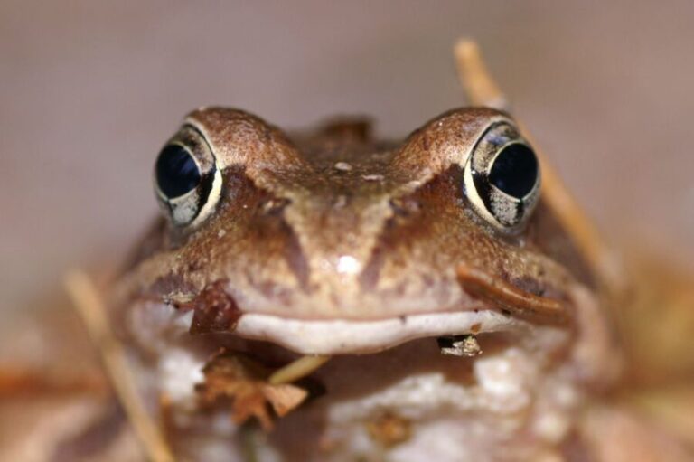 From Helsinki: Nuuksio National Park Half-Day Trip - Frequently Asked Questions