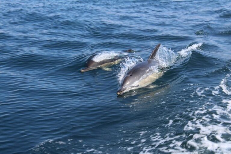 From Lagos: Dolphin Watching Boat Trip w/Marine Biologists - The Value for Money