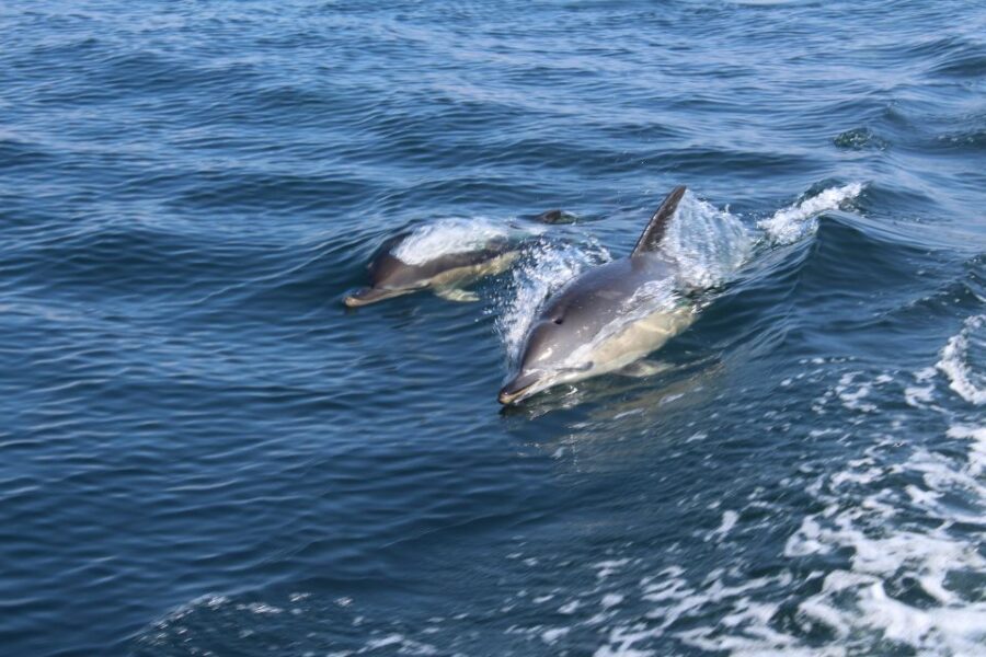 From Lagos: Dolphin Watching Boat Trip w/Marine Biologists - The Value for Money