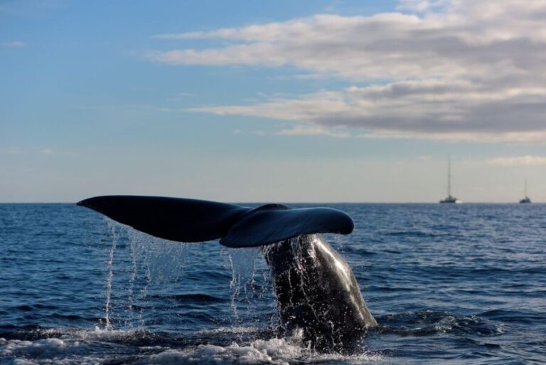 From Machico: Madeira Whale and Dolphin Watching Boat Tour - What Makes This Tour Stand Out?
