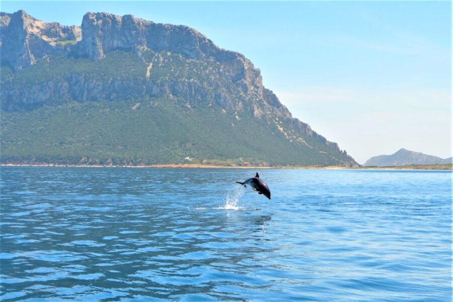 From Olbia: RIB Tour to Capo Figari with Dolphin Sighting - FAQ