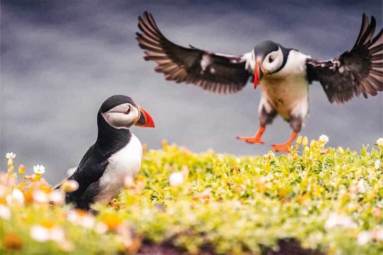 From Reykjavik: Puffin and Volcano Tour in Westman Islands - Puffin Watching at Stórhöfði Cape