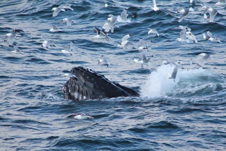 From Reykjavik: Whale Watching Tour - The Experience in Detail