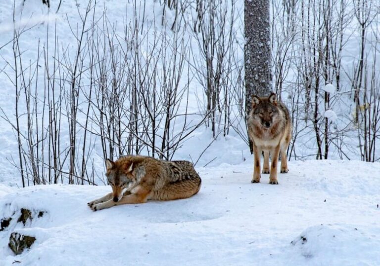 From Rovaniemi: Tour to Ranua Wildlife Park - The Journey to Ranua Wildlife Park: What to Expect