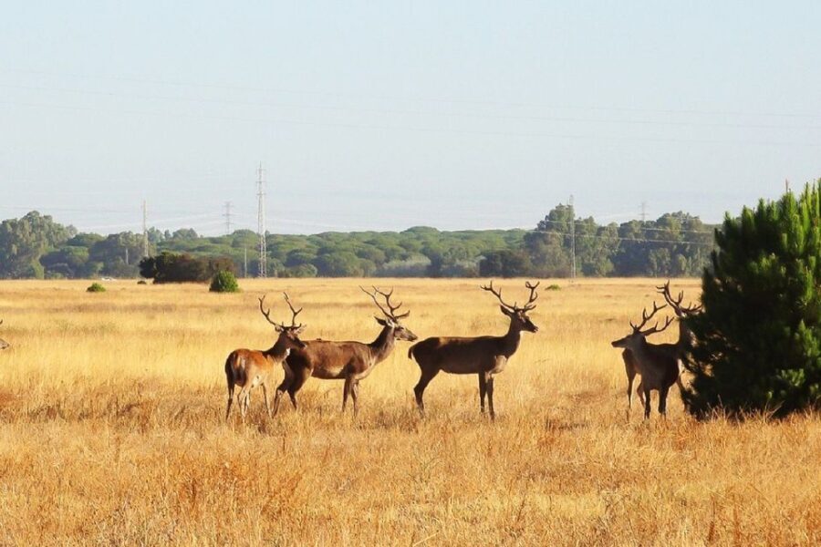 From Seville: Doñana National Park Day Trip - Visiting Matalascanas and the Dunes