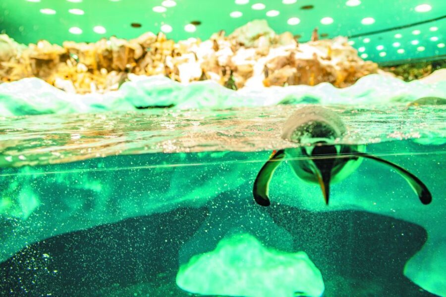 From South Tenerife: Loro Park Zoo Ticket & Hotel Transfers - Practical Tips and Considerations