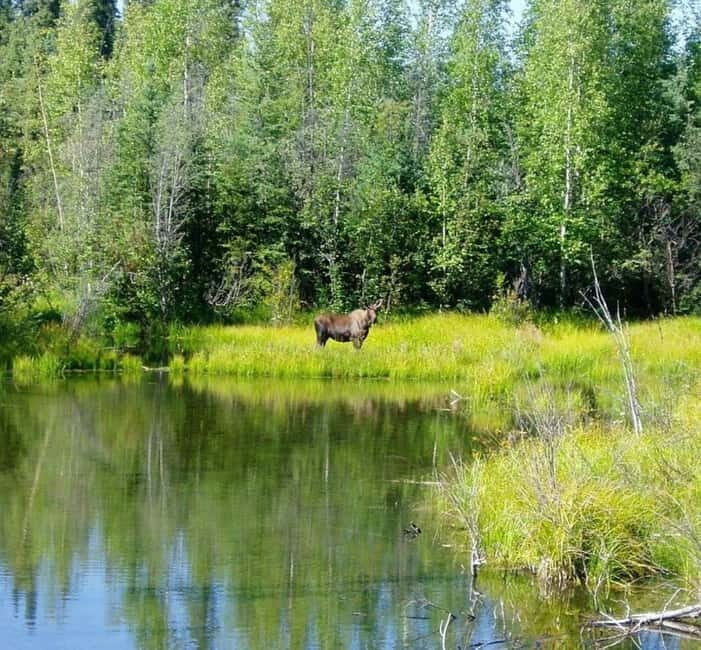 From Stockholm: Moose & Wildlife Safari with Campfire Dinner - A Deep Dive into the Experience
