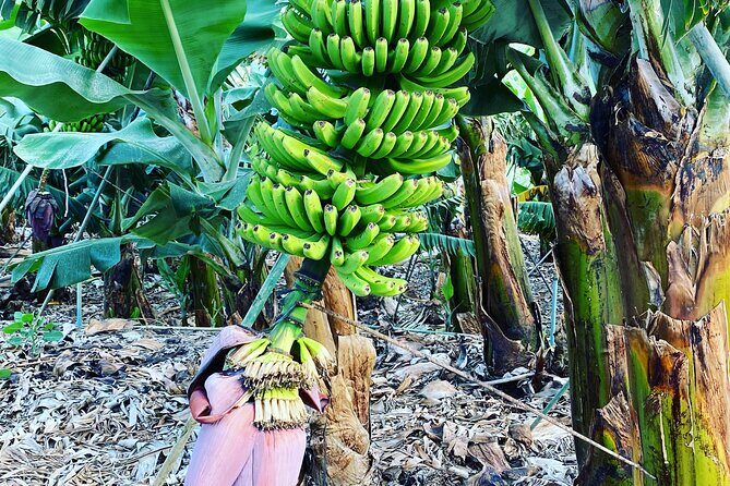 From Tenerife: Tajogaite Volcano, La Cumbrecita and Casco Antiguo - Value for Money and Overall Experience