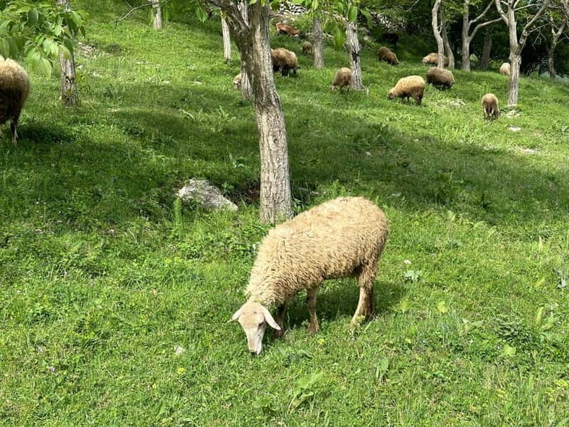 From Tirana: Bovilla Lake & Gamti Mountain Viewpoint Hike - Authentic Experiences and Practical Tips