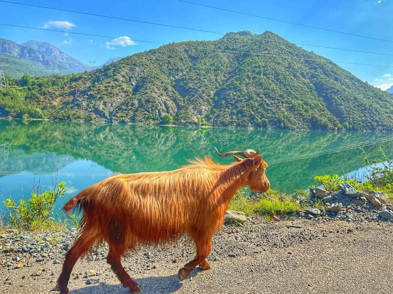 From Tirana/Shkodra: Komani Lake and Shala River Day Trip - The Guides and Experience