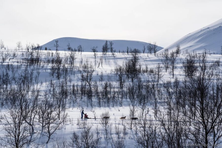 From Tromsø: Advanced Dog Sledding Tour at Camp Tamok - Practical Tips for Booking & Enjoyment