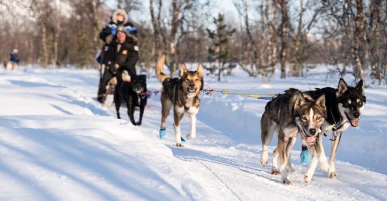 From Tromsø: Fun and Easy Dog Sledding Adventure - The Itinerary in Detail