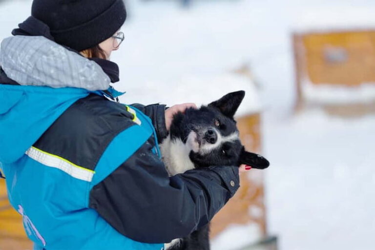 From Tromsø: Husky Experience with Self-Drive Dog Sled Ride - What Makes This Tour Stand Out?