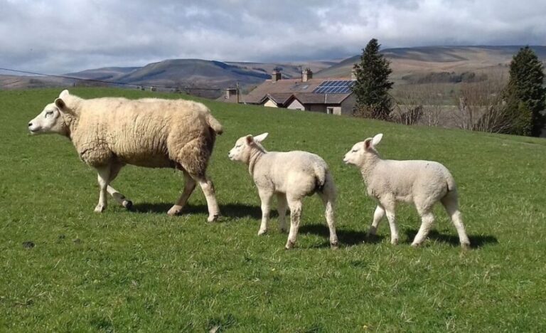 From York: Day Trip to Whitby and The North York Moors - Transportation and Group Dynamics