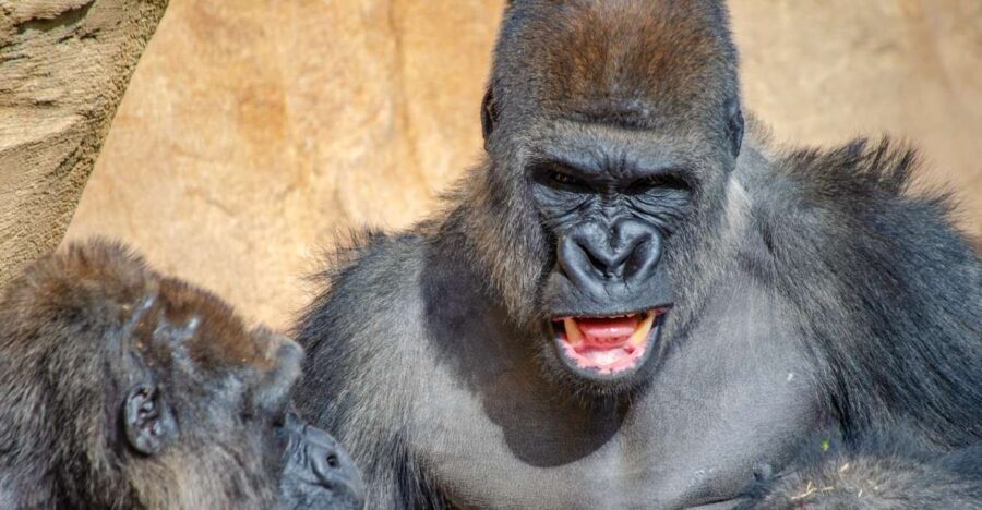 Fuengirola: Bioparc Entrance Ticket - An In-Depth Look at What to Expect at Bioparc Fuengirola