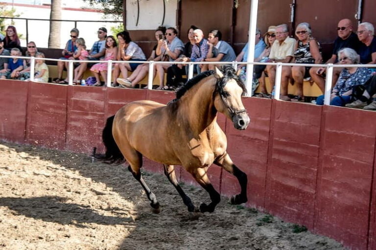 Fuengirola: Spanish Horse Show with Optional Dinner/Flamenco - The Overall Value and Experience