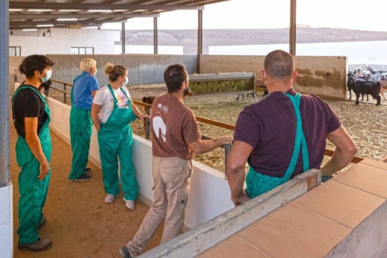 Fuerteventura: Artisan Goat's Cheese Making at Local Farm - A Complete Breakdown of the Itinerary