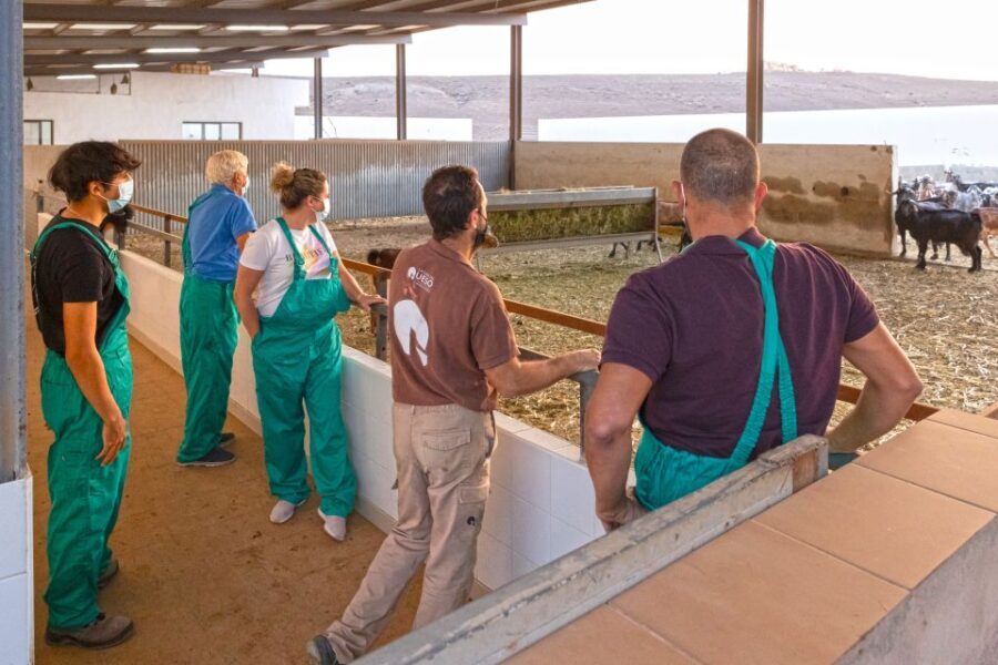 Fuerteventura: Artisan Goat's Cheese Making at Local Farm - A Complete Breakdown of the Itinerary