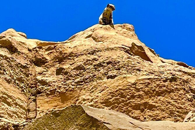 Fuerteventura: Discover Fuerteventura Tour max 8pax - Who Is This Tour Best For?