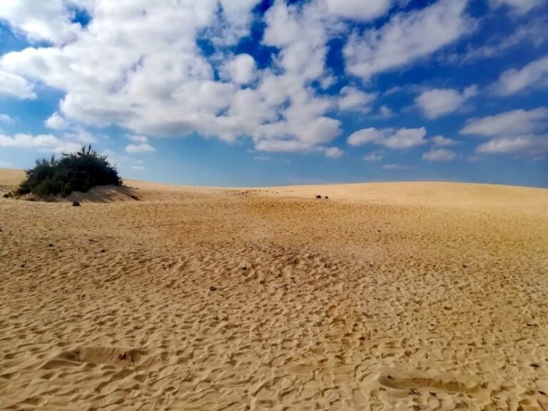 Fuerteventura: North of Fuerteventura for Cruise Passengers - Who Will Love This Tour?