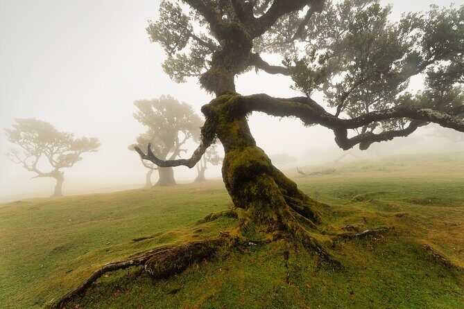 Full Day Madeira Island Tour - Open Roof - Transport and Group Size