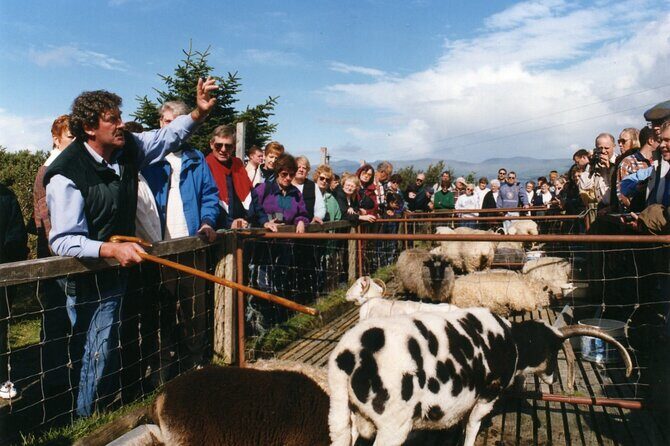 Full-Day Ring of Kerry Tour from Killarney - Group Size and Comfort