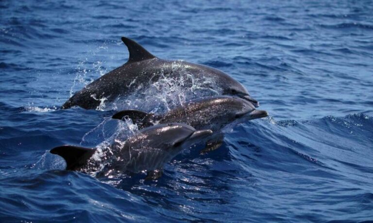 Funchal: Dolphin and Whale Watching Cruise - The Experience in Detail: Highlights & Considerations