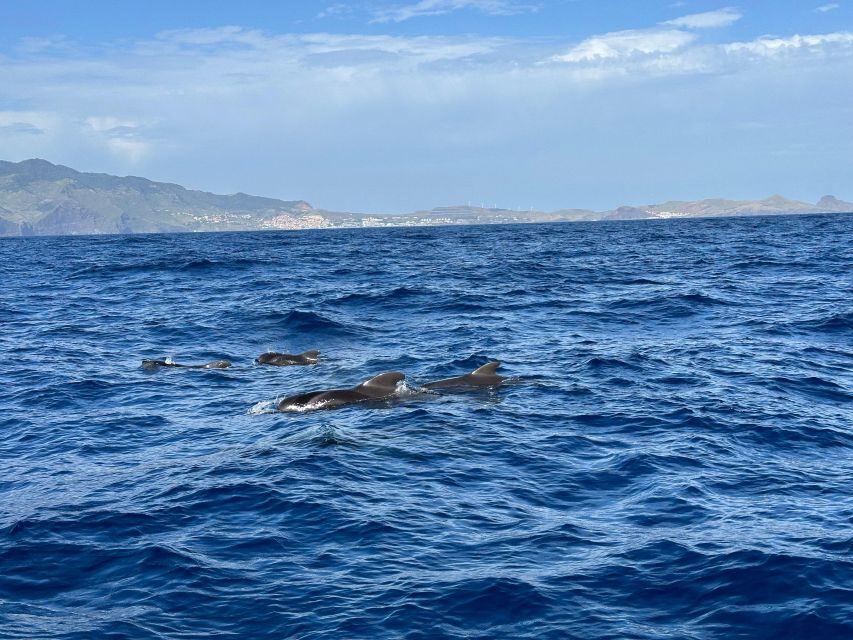 Funchal: RIB Whale Watching Cruise and Optional Dolphin Swim - Overview of the Experience