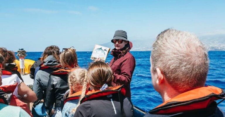 Funchal: Whale and Dolphin Watching Speed Boat Tour - What to Expect from the Itinerary