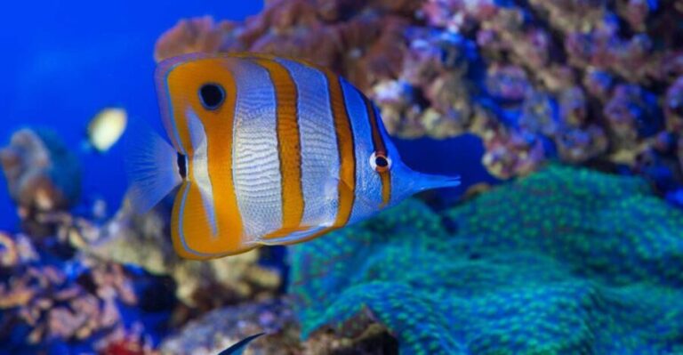 Genoa: Aquarium & Christopher Columbus' House Entry Tickets - Combining the Sites: A Day in Genoa