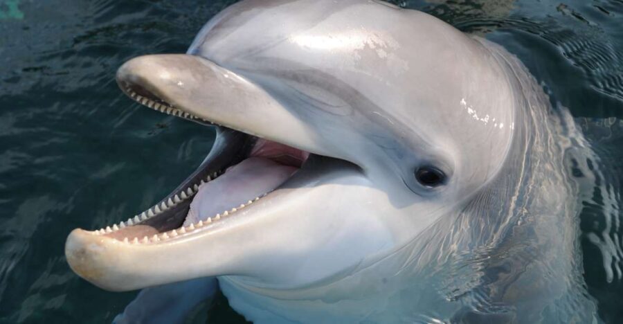 Genoa: Aquarium of Genoa & City of Children and Youth Ticket - What to Expect from This Tour