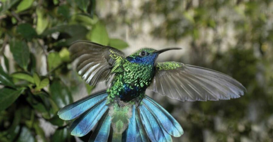 Genoa: Biosfera Entrance Ticket - Who Should Skip?