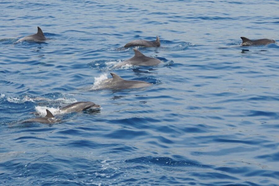 Genoa: Pelagos Sanctuary Whale Watching Cruise - Authentic Experiences from Travelers